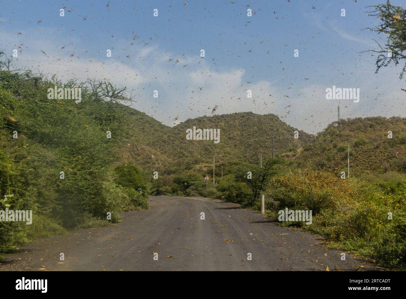 Huge swarm of locusts in Omo valley, Ethiopia Stock Photo - Alamy