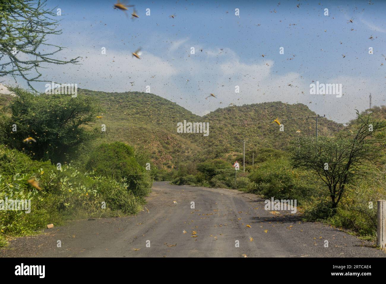 Huge swarm of locusts in Omo valley, Ethiopia Stock Photo - Alamy