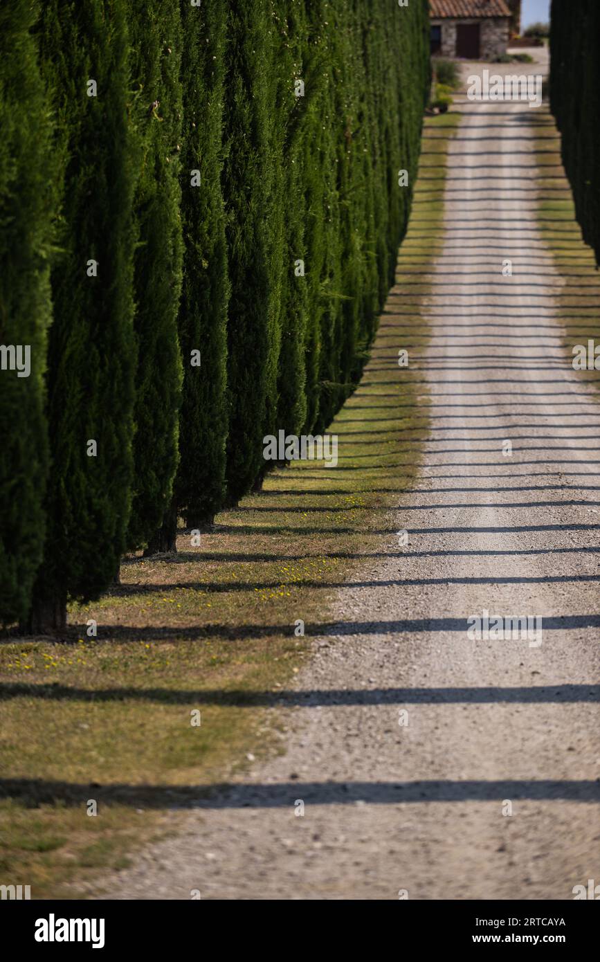 Tuscany country tree lined avenue hi-res stock photography and images ...