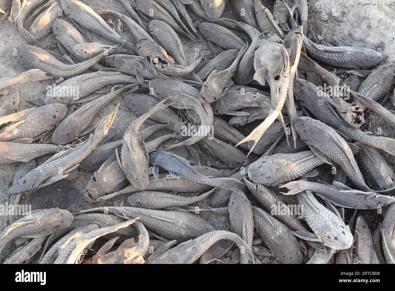 Carcass shield hi-res stock photography and images - Alamy