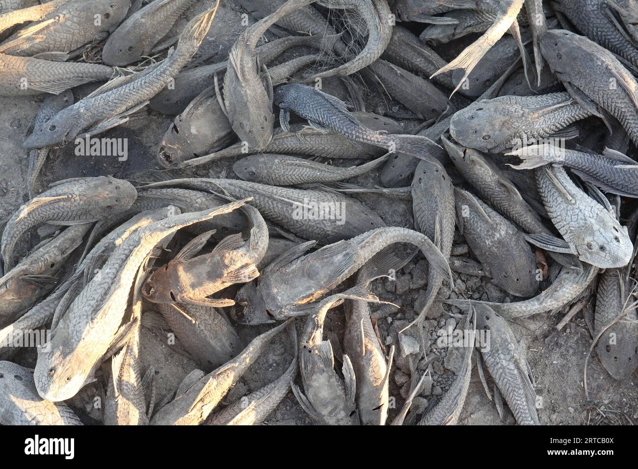 Carcass shield hi-res stock photography and images - Alamy