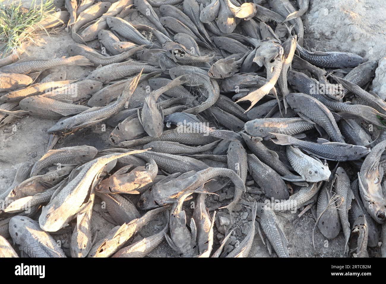 Carcass shield hi-res stock photography and images - Alamy