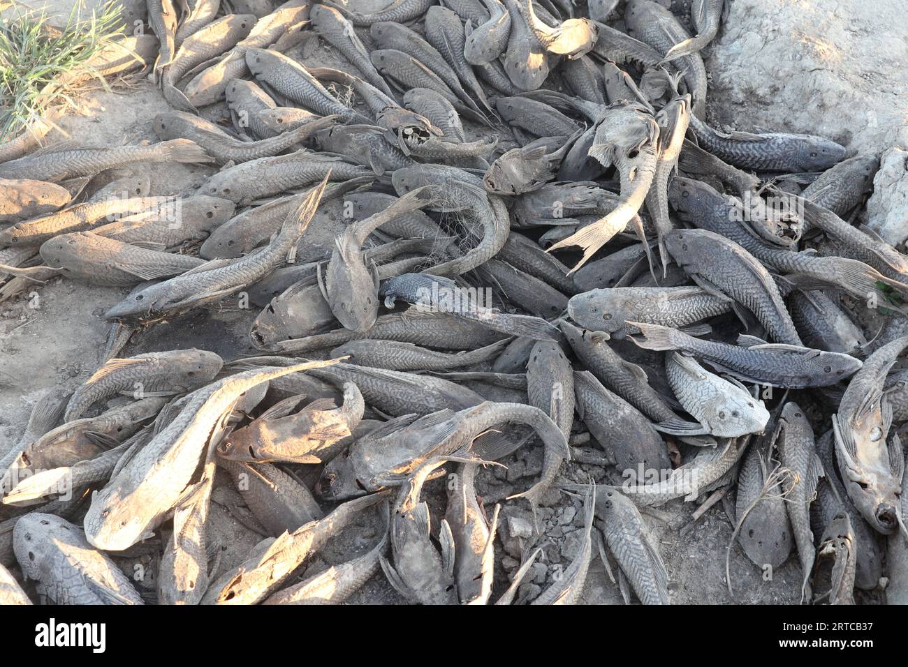 Hypostomus plecostomus fish carcasses hi-res stock photography and ...