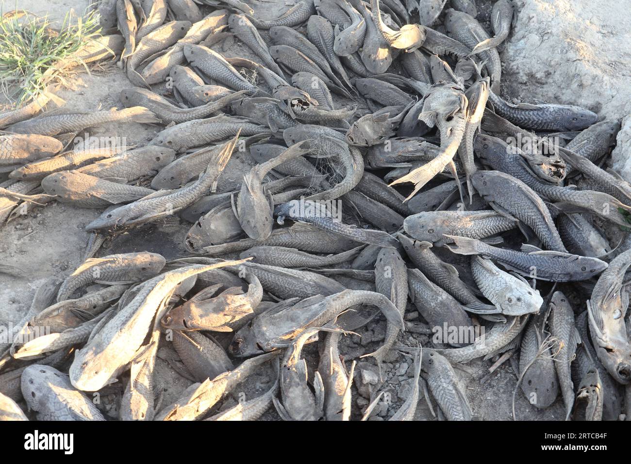 Hypostomus plecostomus fish carcasses hi-res stock photography and ...