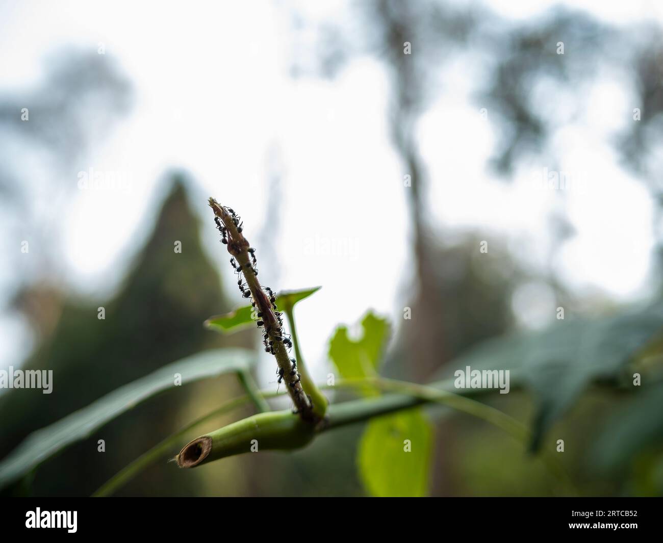 A row of ants working Stock Photo - Alamy