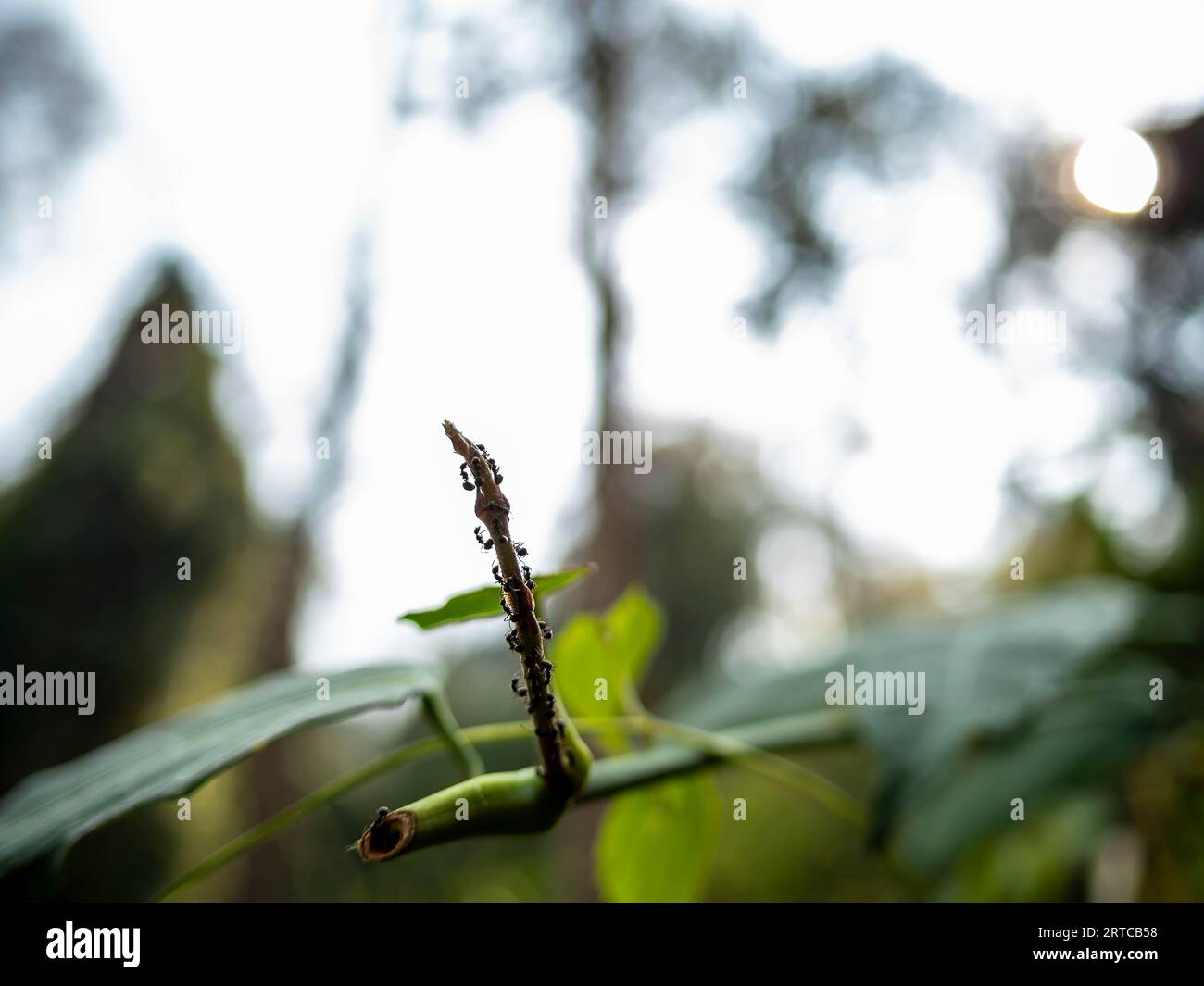 Row of ants hi-res stock photography and images - Alamy