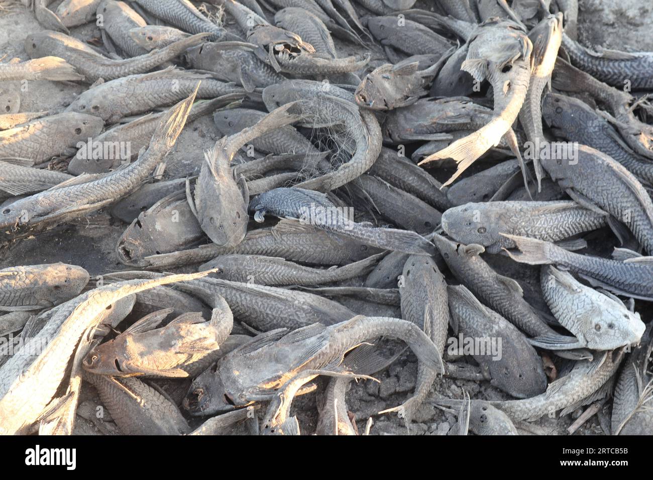 Carcass shield hi-res stock photography and images - Alamy