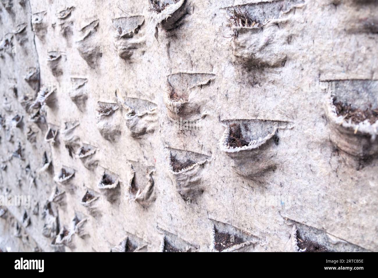 Surface of a dry vertical garden, without plants Stock Photo - Alamy