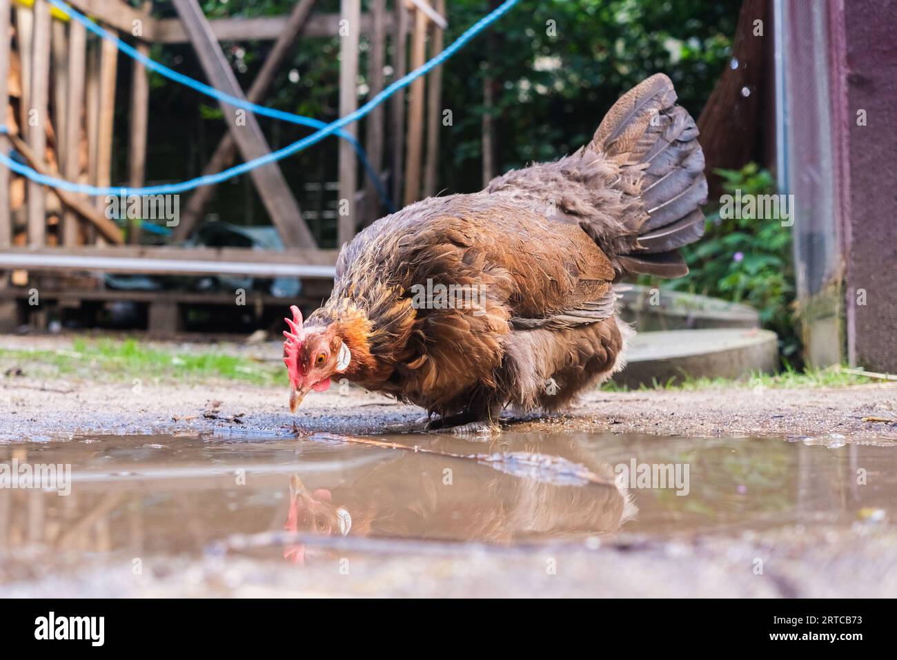 A hen pecks at a puddle looking for insects to eat Stock Photo - Alamy