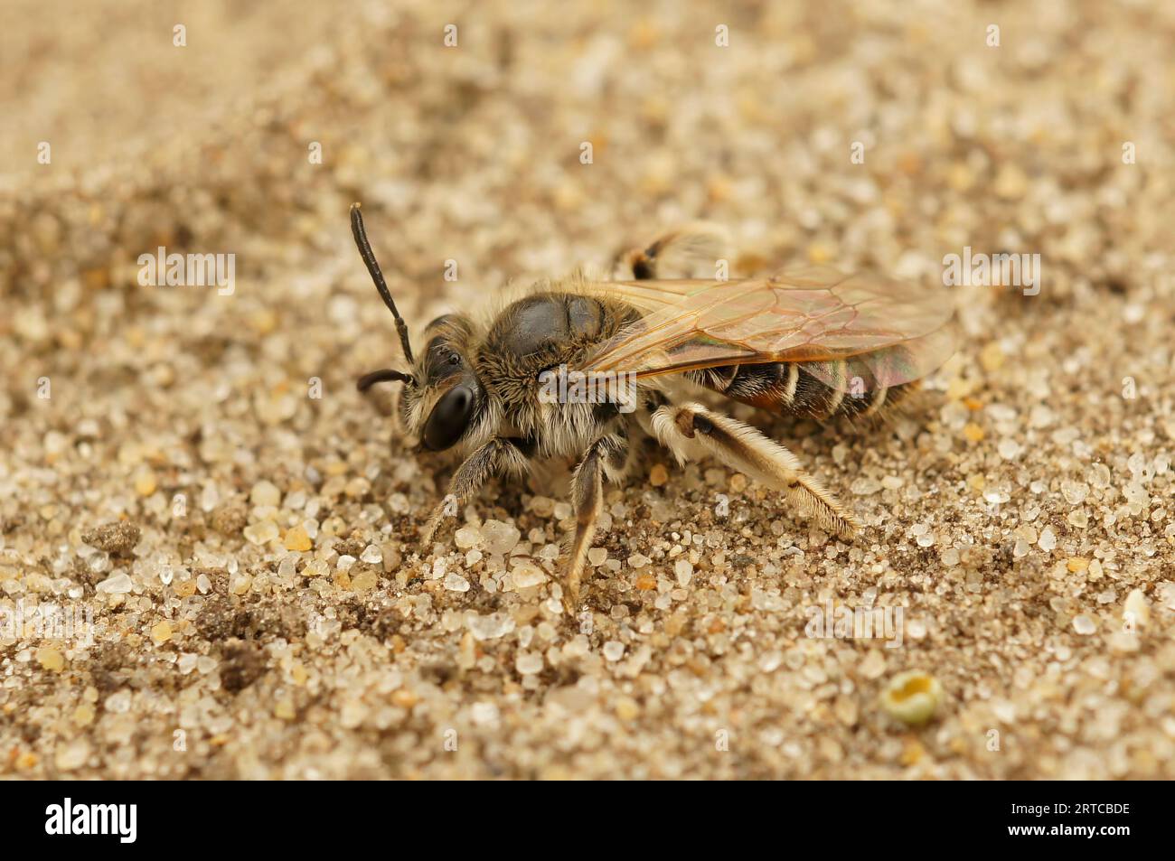 Detailed closeup of a female red-bellied miner mining bee, Andrena ...
