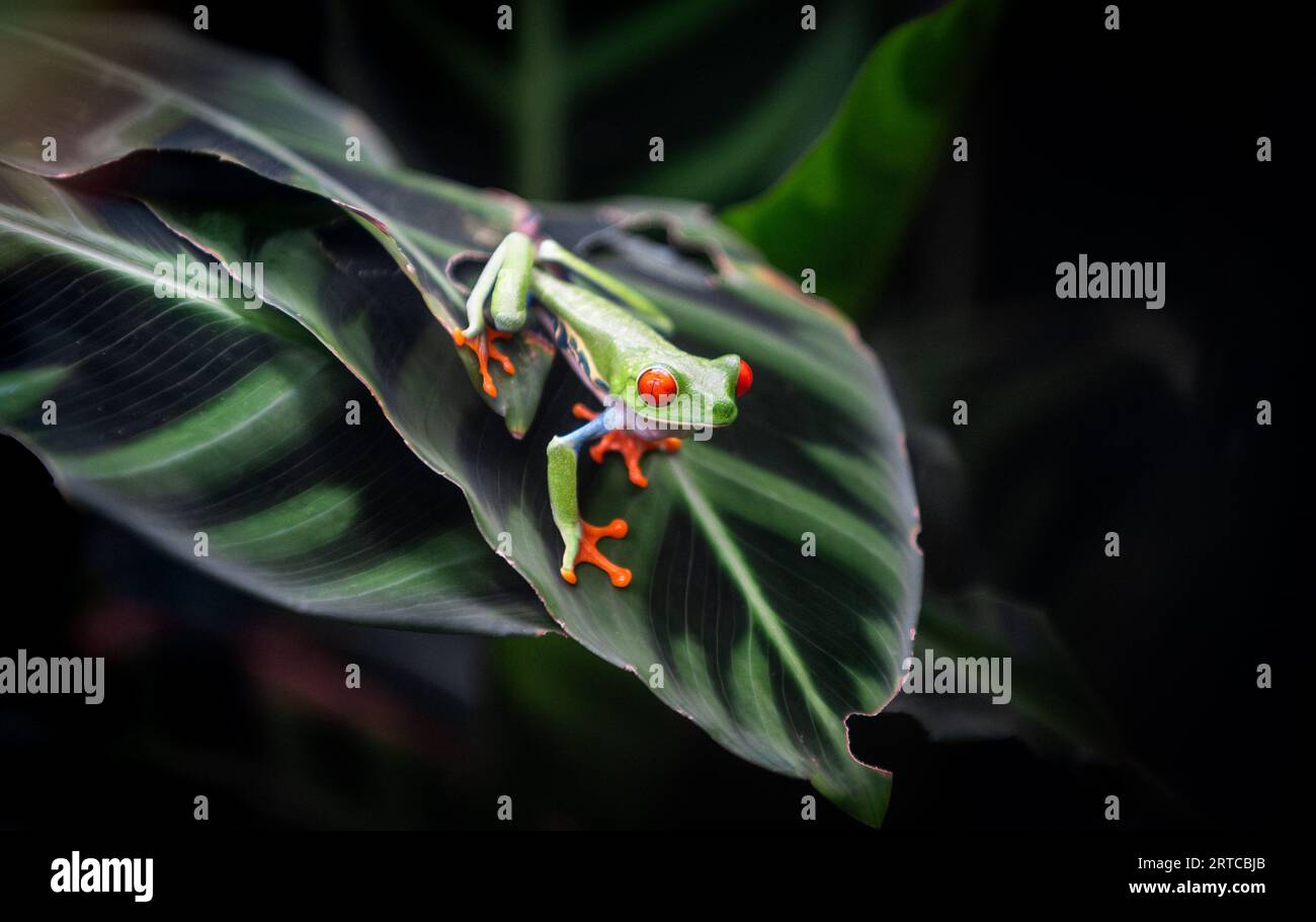 'Red Hot Frogs Eyes', Red-Eyed Tree Frog, Agalychnis callidryas, Costa ...