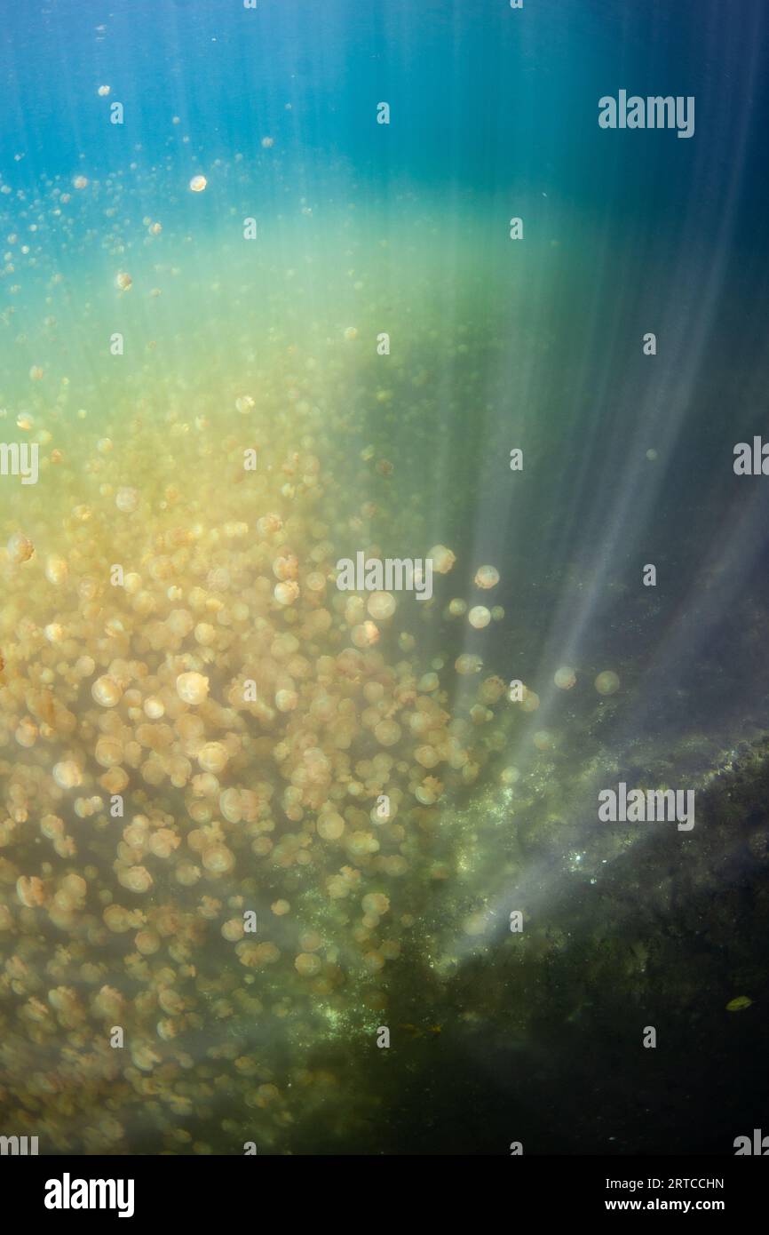 Endemic golden jellyfish, Mastigius sp., thrive in Palau's famous ...