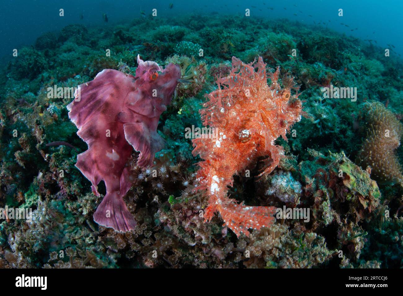 Rare Paddleflap and Lacey scorpionfish, Rhinopias app., lie in wait for ...