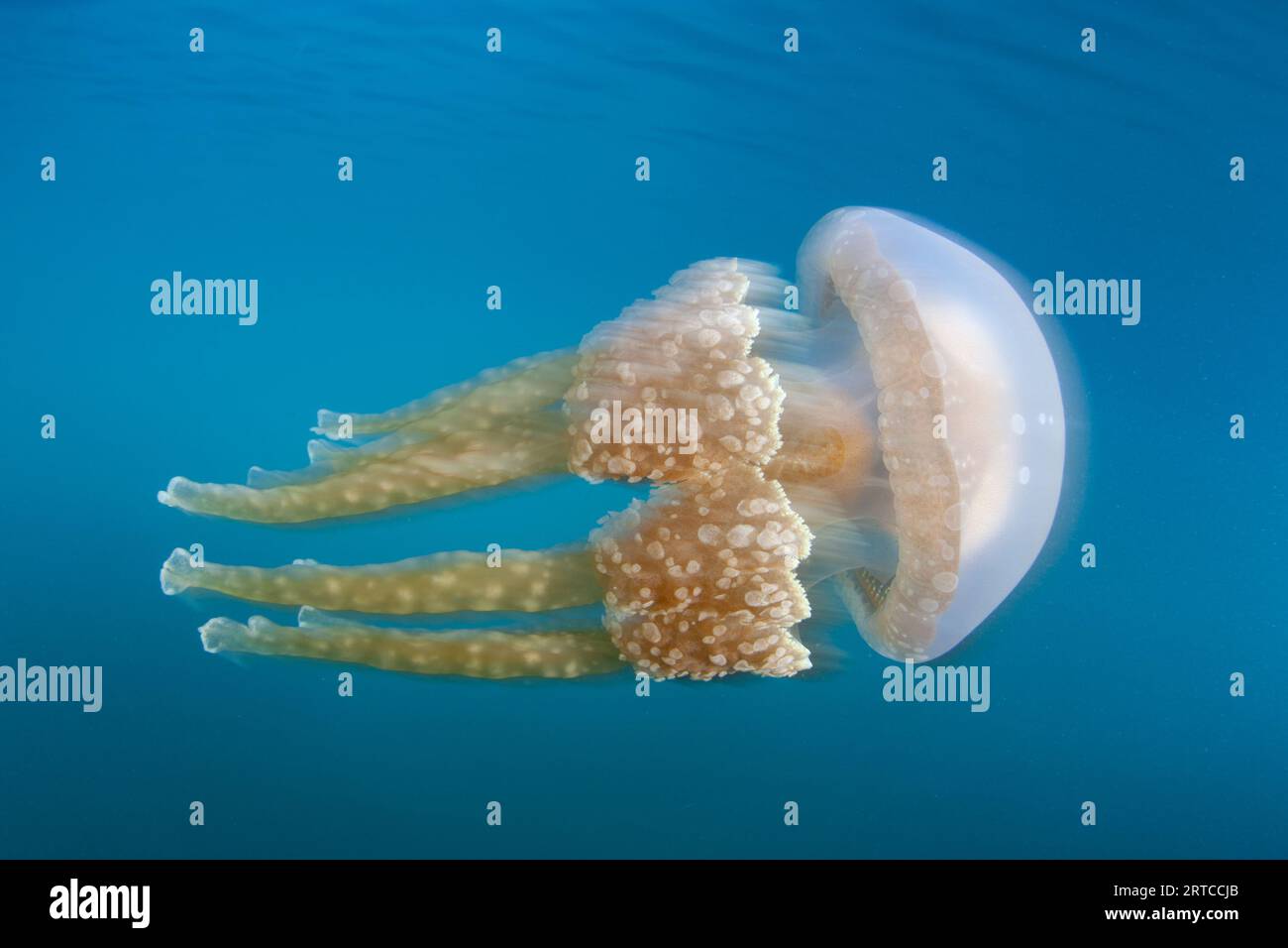 Medusa swims in shallow water hi-res stock photography and images - Alamy