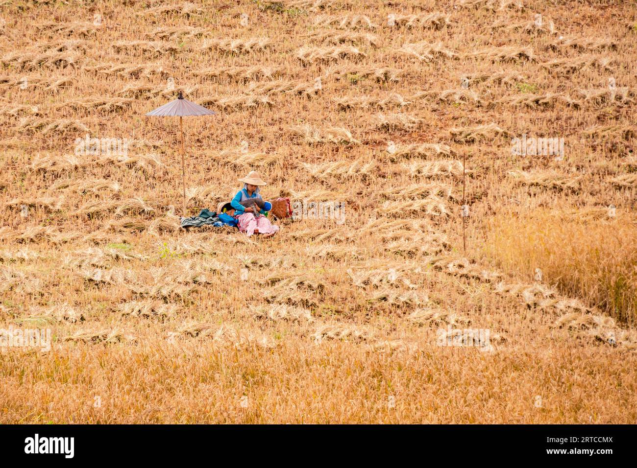 A Burmese woman wearing a hat sits among bundles of rice harvesting in ...