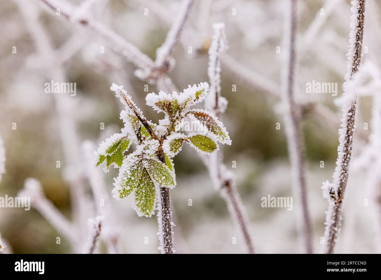 Extended Depth Of Field Photography