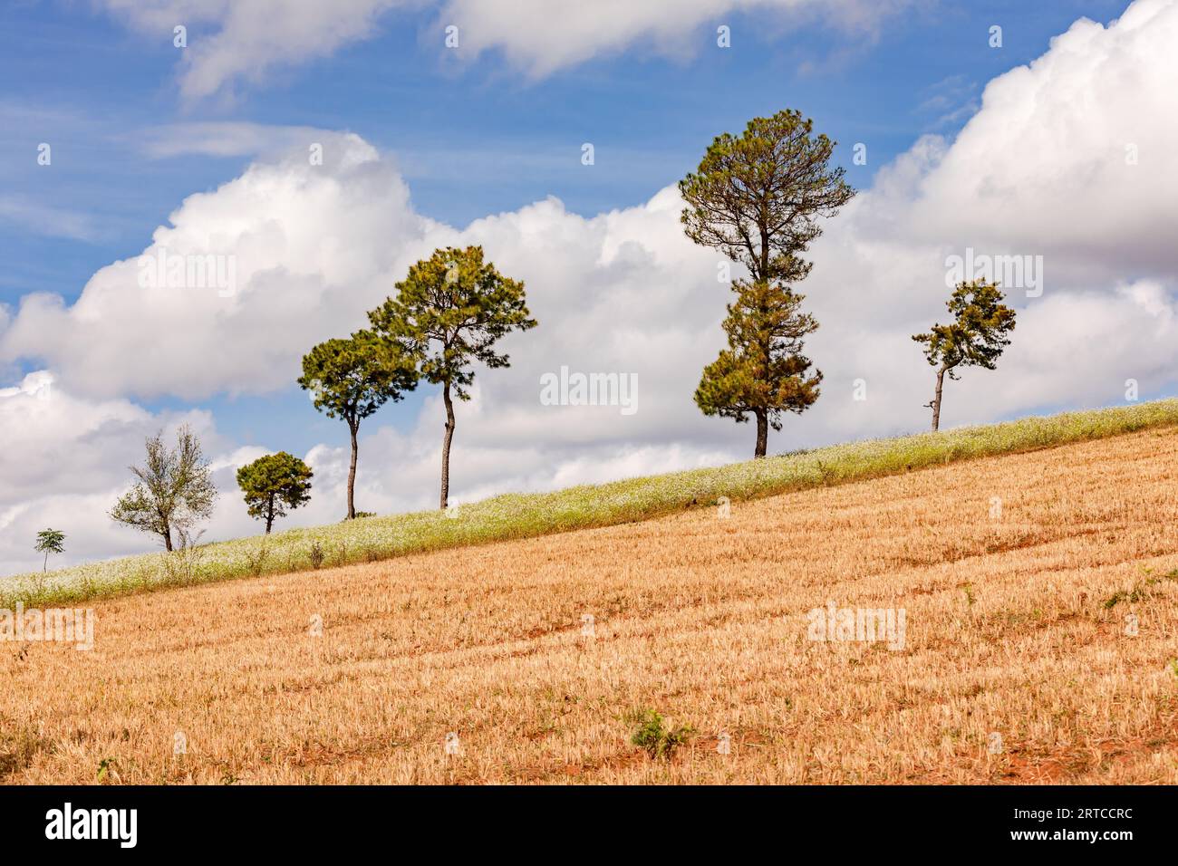 Individual trees on the horizon in front of prominent clouds in front ...