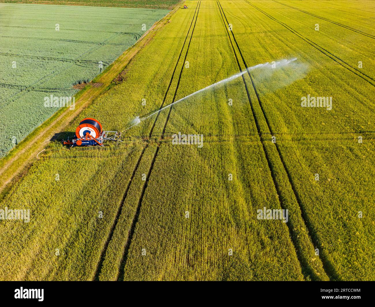 Irrigation with an irrigation system on a grain field in dry summer as ...