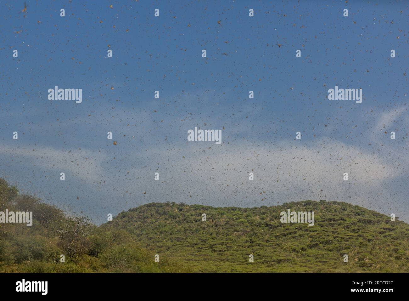 Huge swarm of locusts in Omo valley, Ethiopia Stock Photo - Alamy