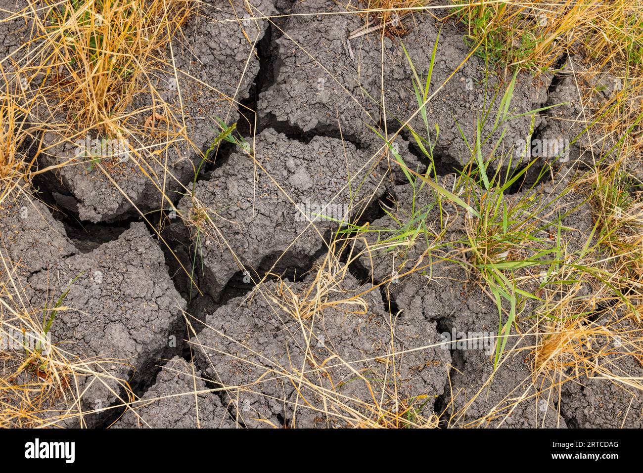 Deep cracks in the soil of an agricultural field due to drought and ...