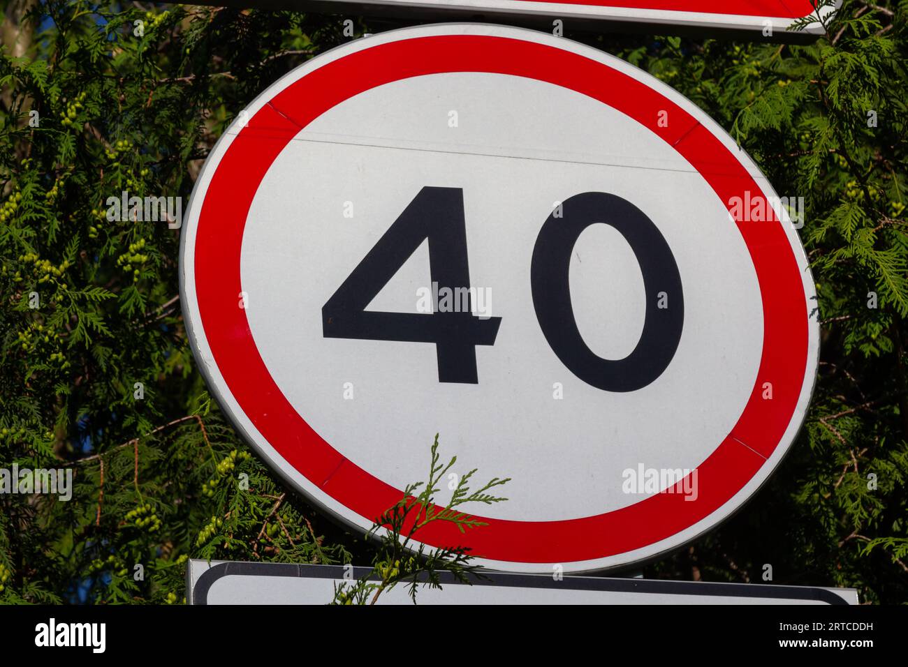 Traffic Road Signs. Speed limit traffic sign against green leaves Stock ...