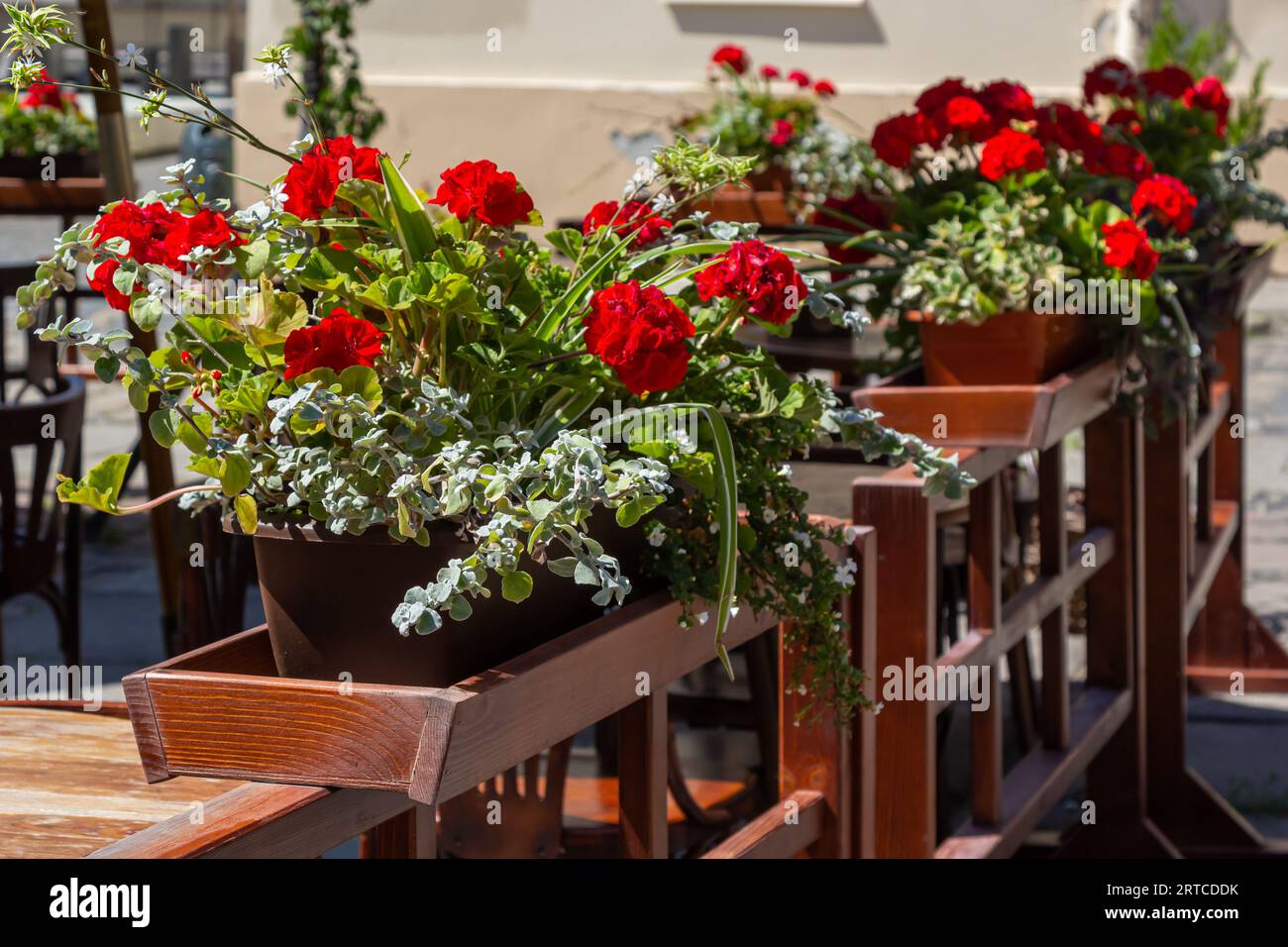 Terracotta flower pots with autumn fall composition with chrysanthemums ...