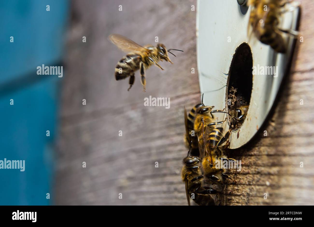 swarm of honey bees flying around beehive. Bees returning from ...