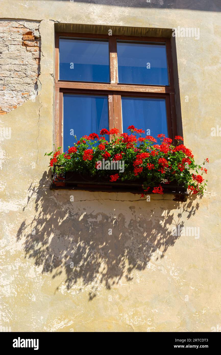 Facade of antique historical building. Windows with flowers. Lviv ...