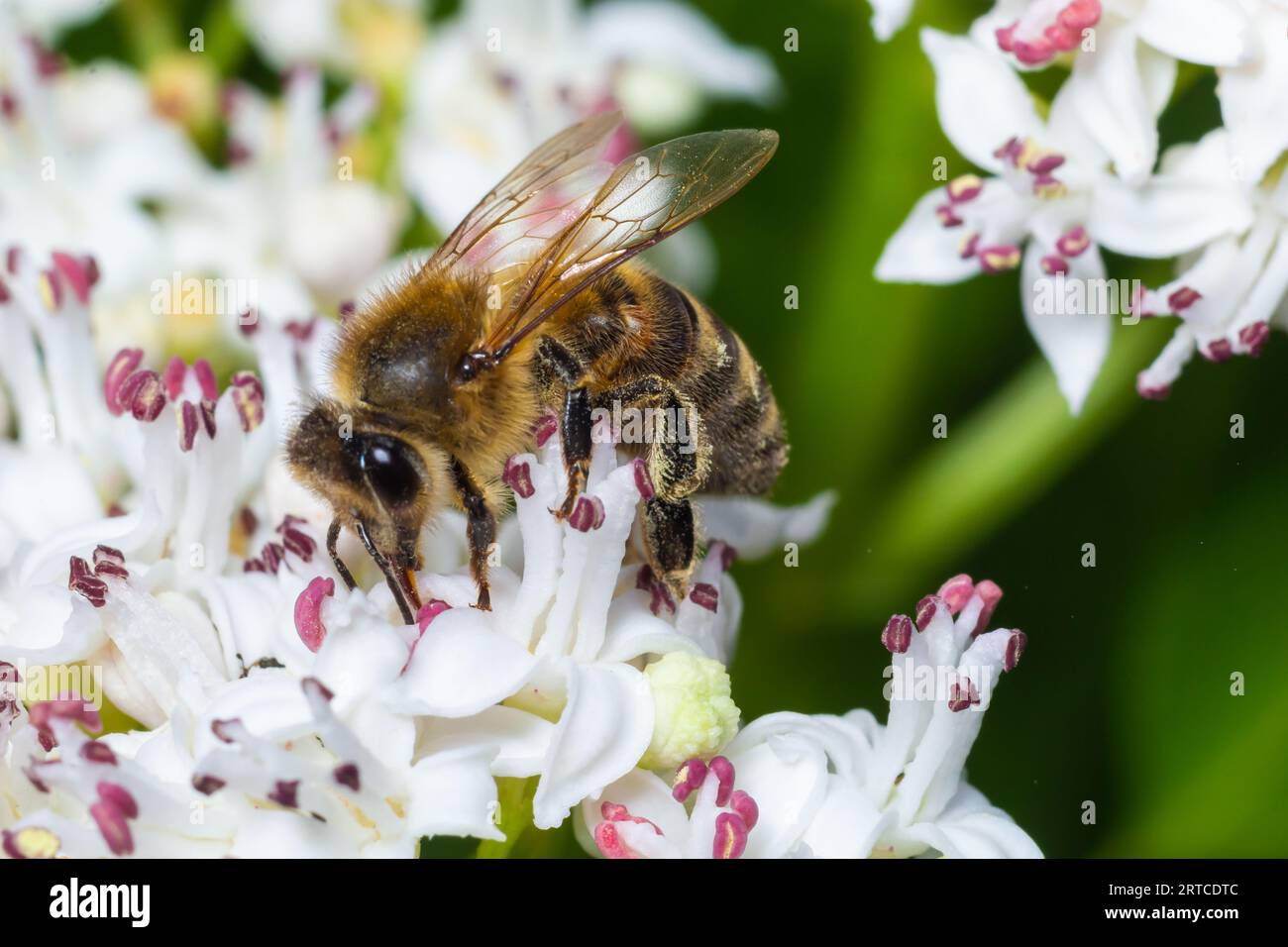Portrait bee on blooming white hi-res stock photography and images - Alamy
