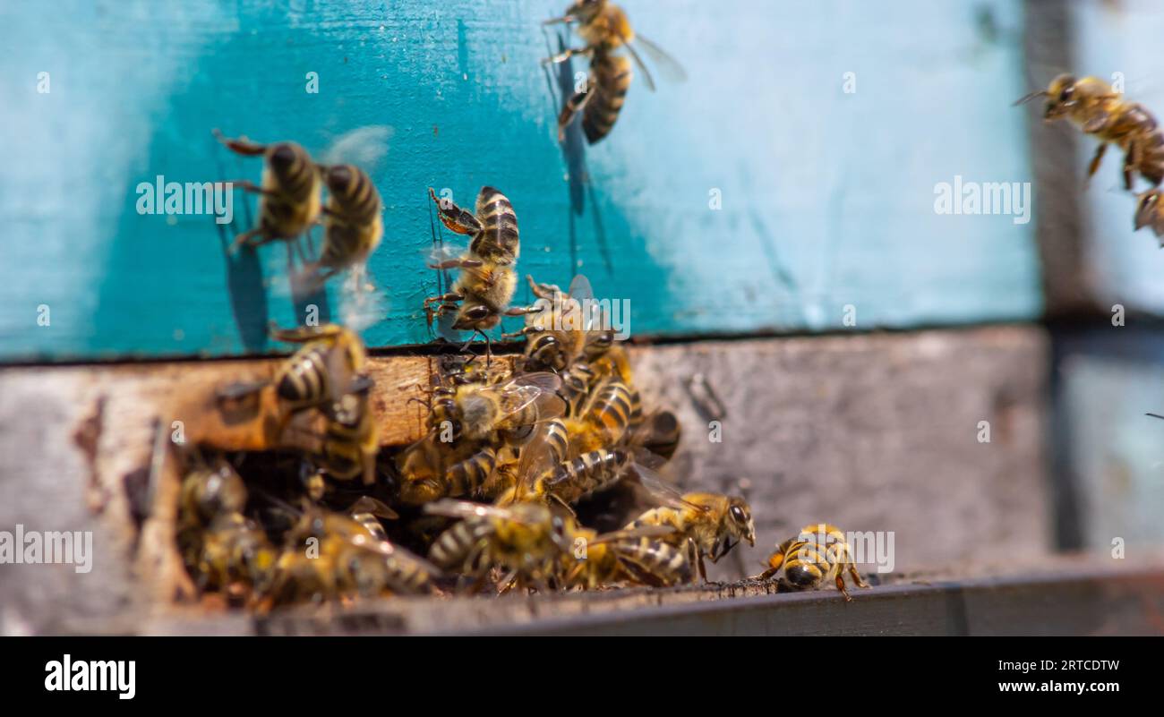 Close up of flying bees. Wooden beehive and bees. Plenty of bees at the ...