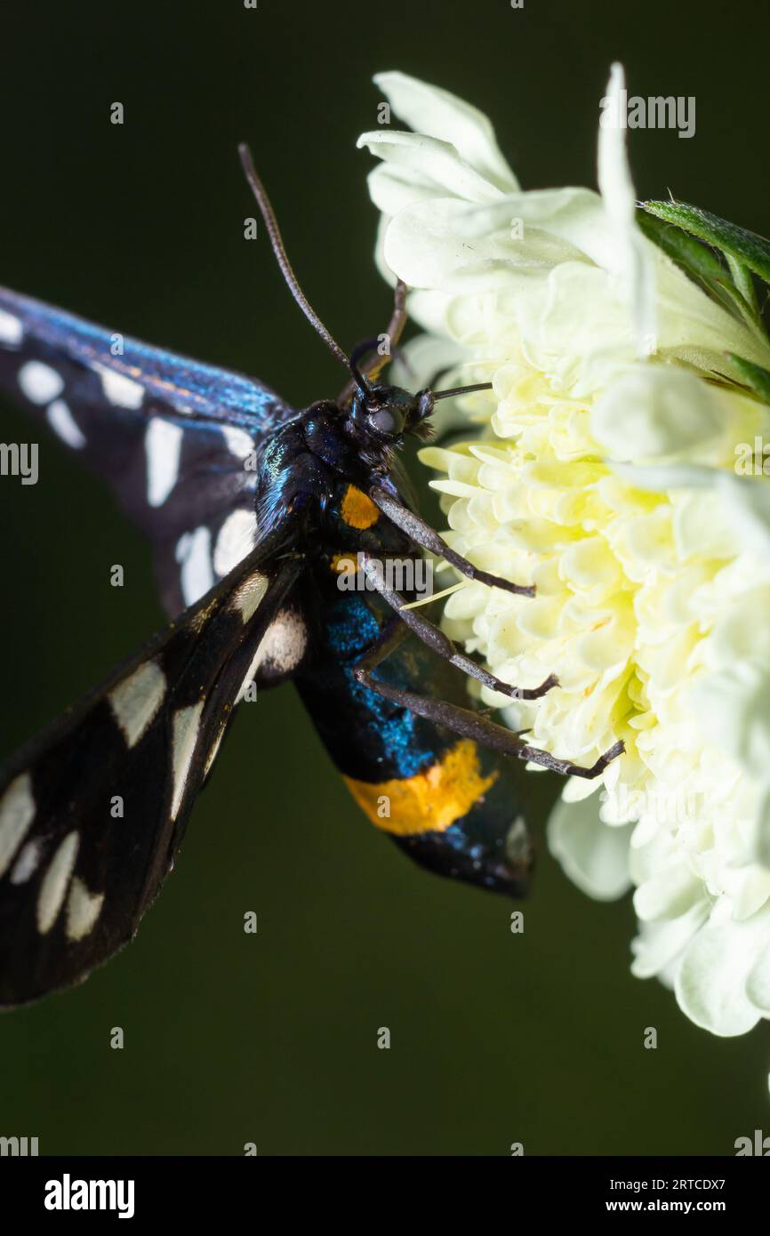 Close up of a nine spotted moth Amata phegea with spread wings Stock ...