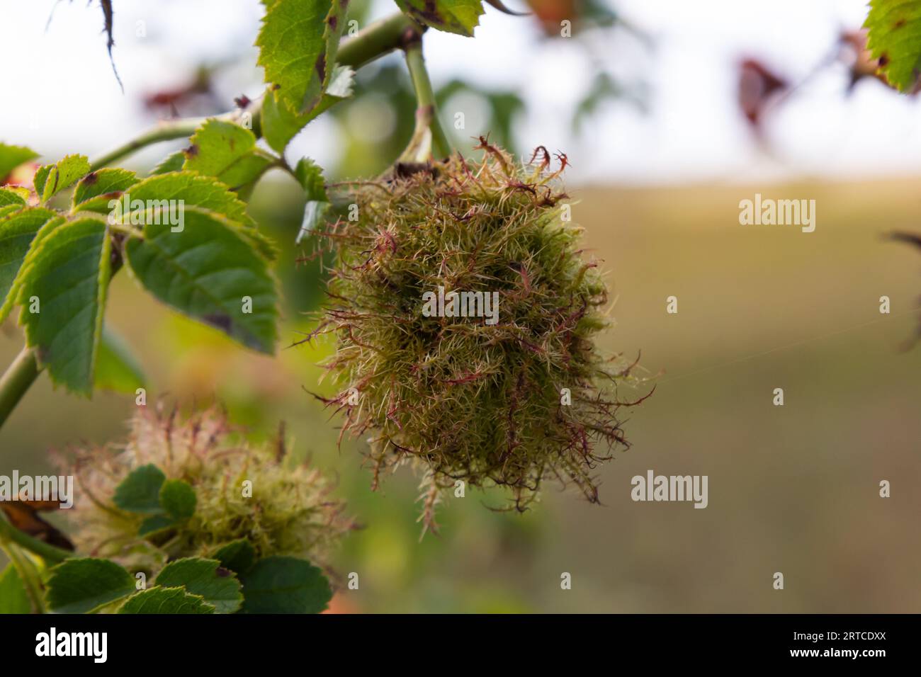 Rose bedeguar gall, Robin's pincushion gall, moss galls Diplolepis ...