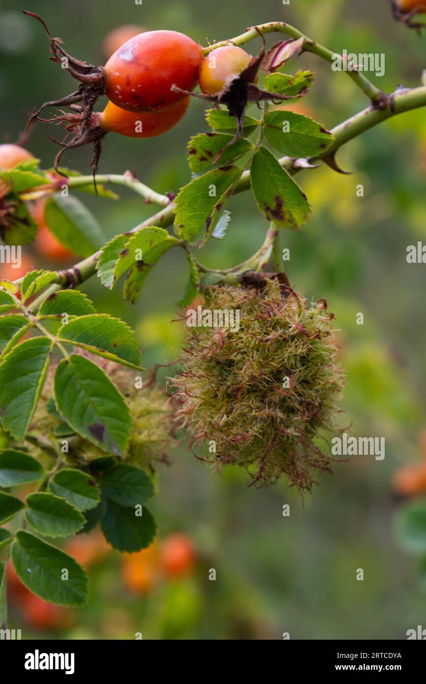 Rose bedeguar gall, Robin's pincushion gall, moss galls Diplolepis ...