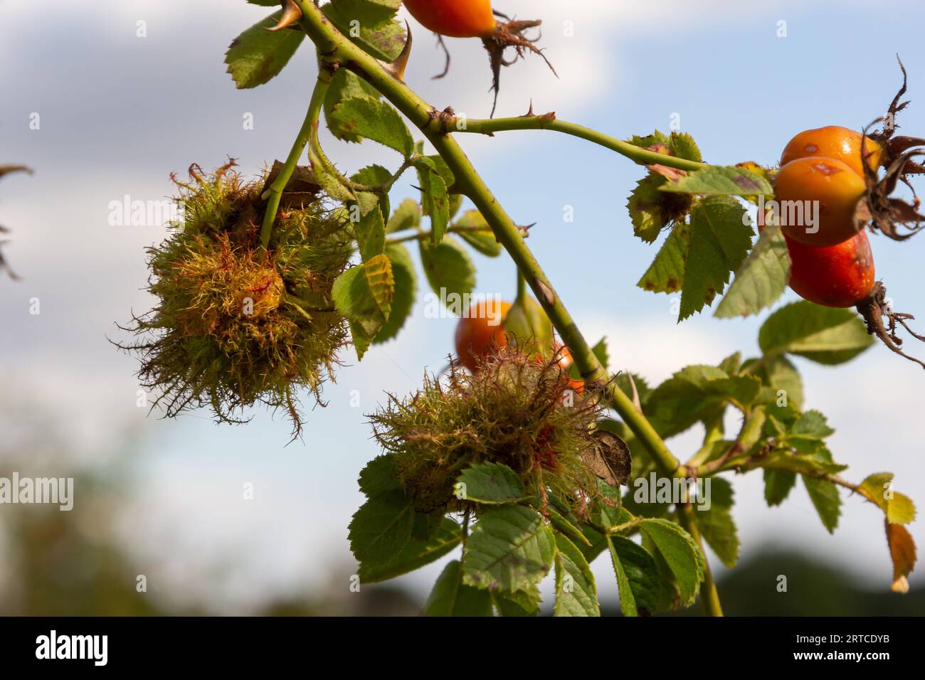 Rose bedeguar gall, caused by the gall wasp Diplolepis rosae, on a ...