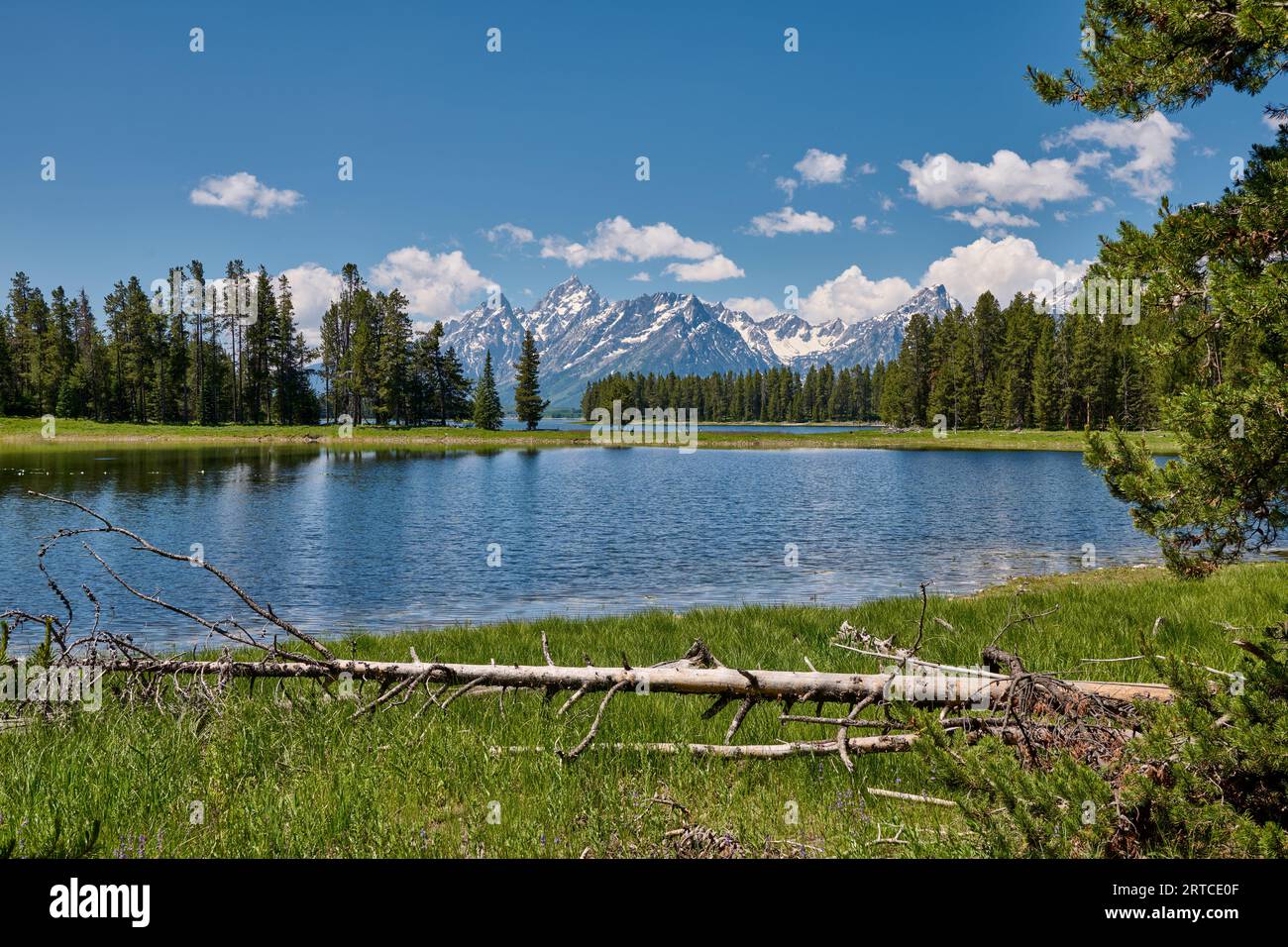 spring flowers with Grand Teton Range, Grand Teton National Park ...