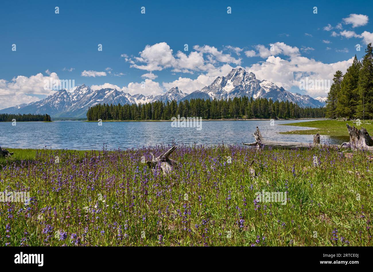 spring flowers with Grand Teton Range, Grand Teton National Park ...