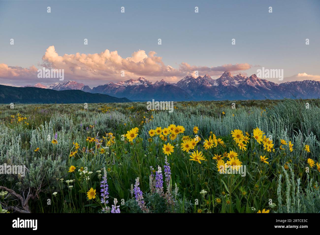 spring flowers with Grand Teton Range, Grand Teton National Park ...