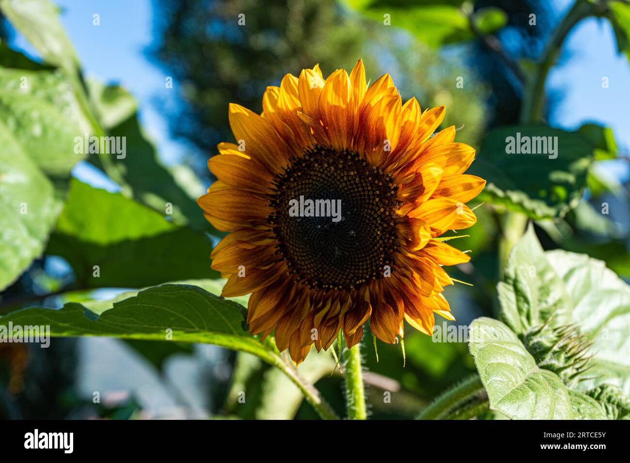Detailed view sunflower field hi-res stock photography and images - Alamy