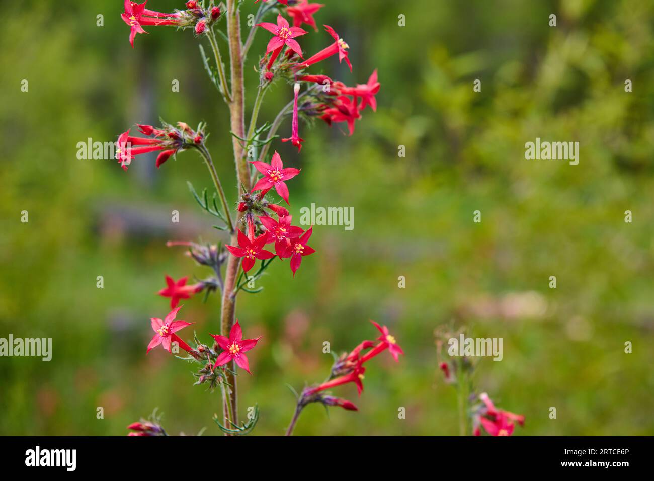 World famous flowers hi-res stock photography and images - Alamy