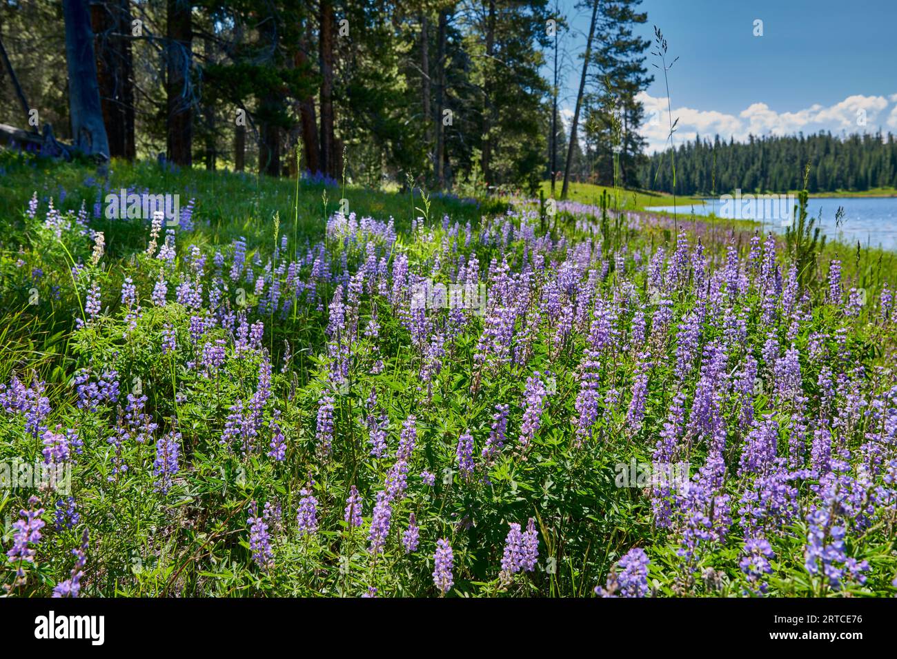 Bloom and wild flowers hi-res stock photography and images - Alamy
