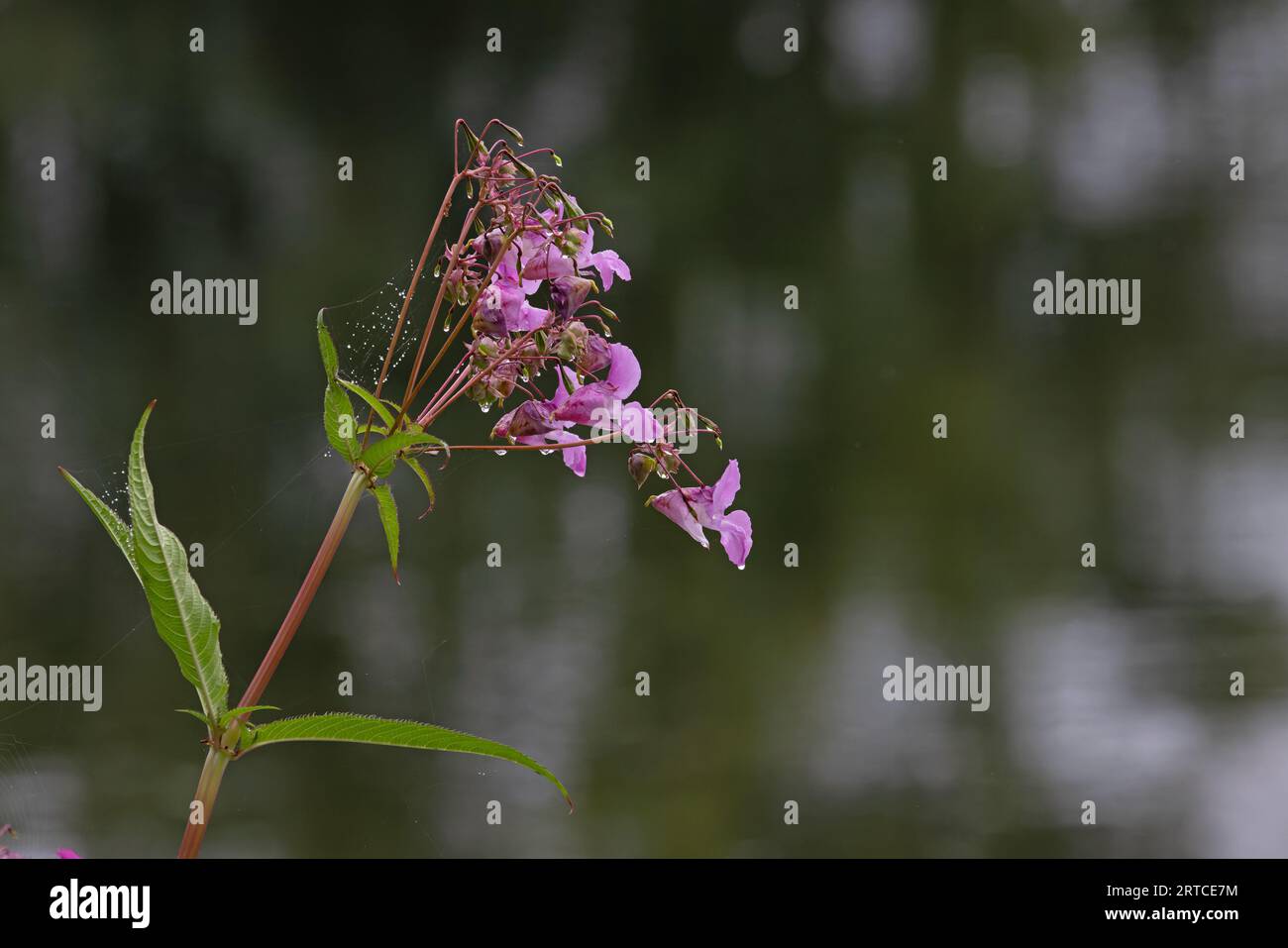Himalayan Balsam (Impatiens glandulifera Stock Photo - Alamy