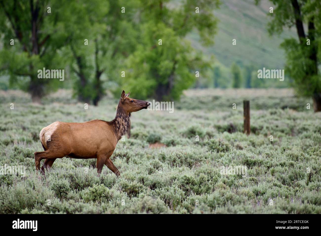 Female elk hi-res stock photography and images - Alamy