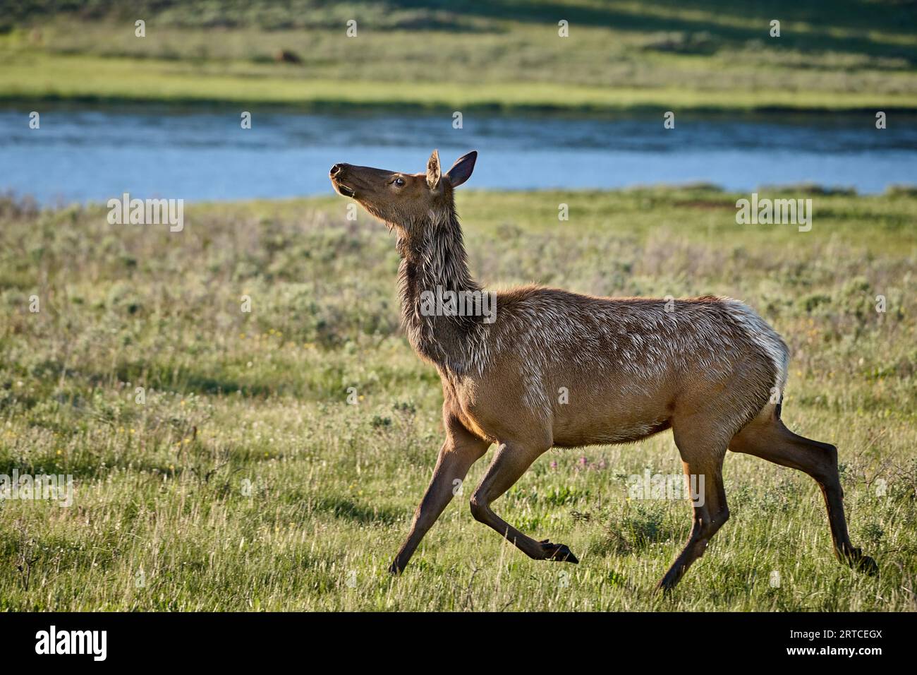 Female elk hi-res stock photography and images - Alamy