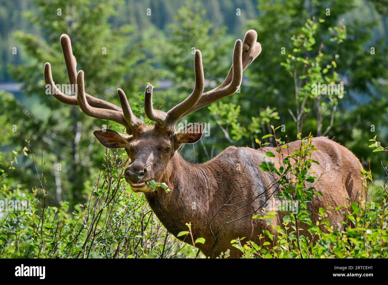 male elk or wapiti (Cervus canadensis), Grand Teton National Park ...