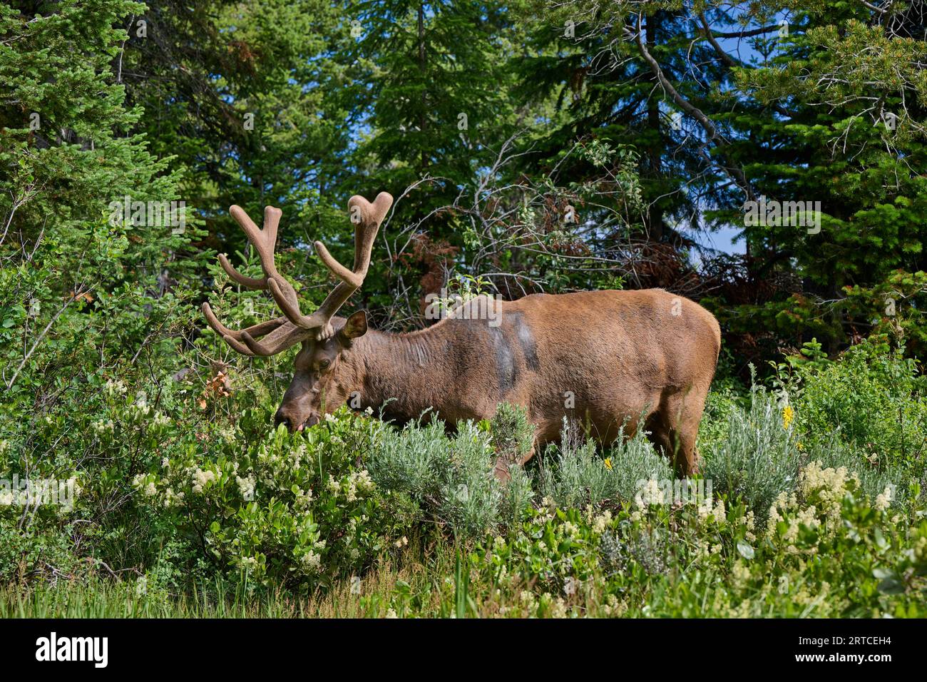 male elk or wapiti (Cervus canadensis), Grand Teton National Park ...