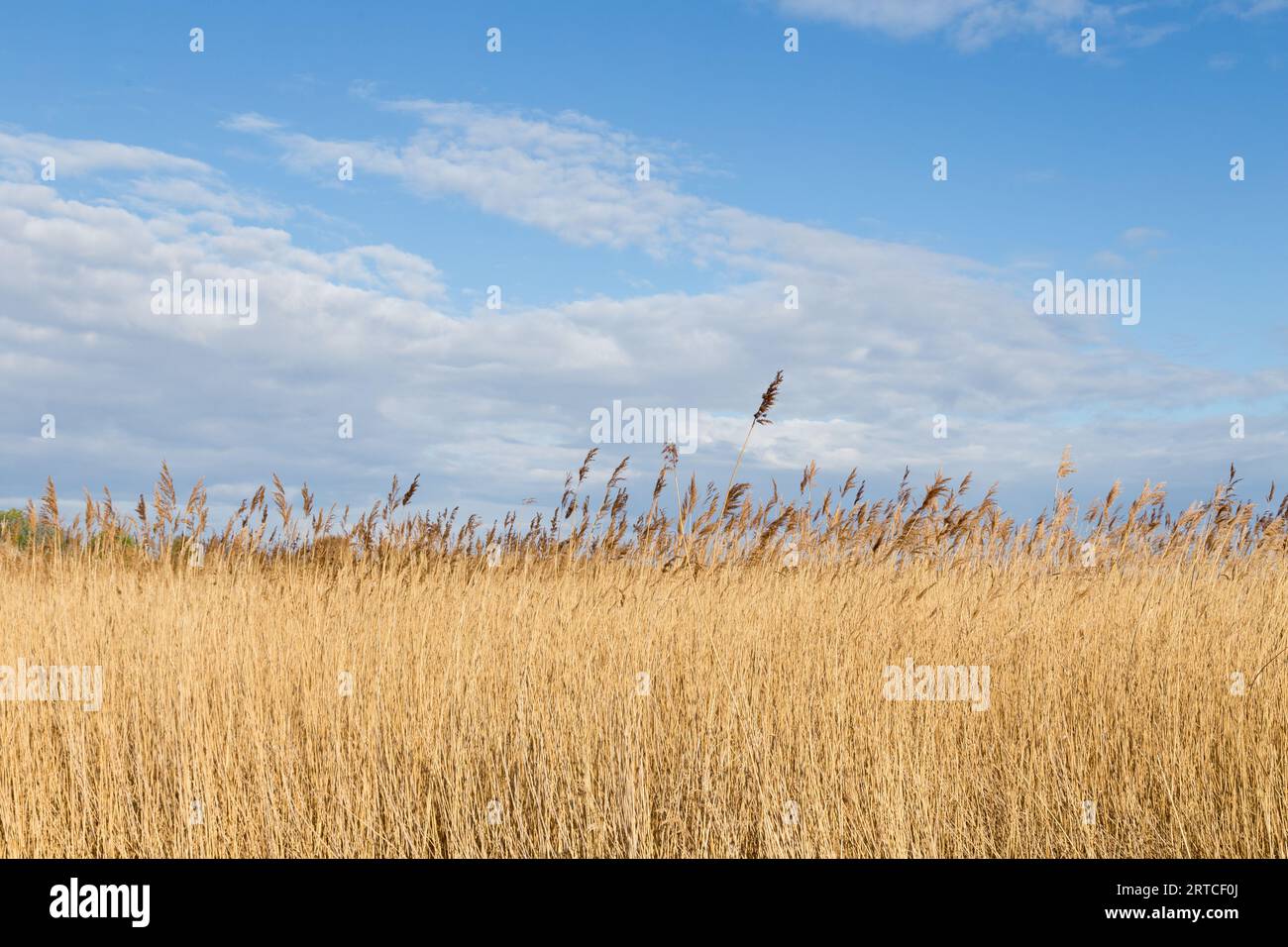 reedgrass at the backwater of the baltic sea under blue sky as harmonic ...
