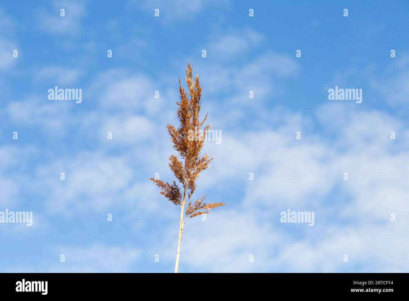 reedgrass at the backwater of the baltic sea under blue sky as harmonic ...