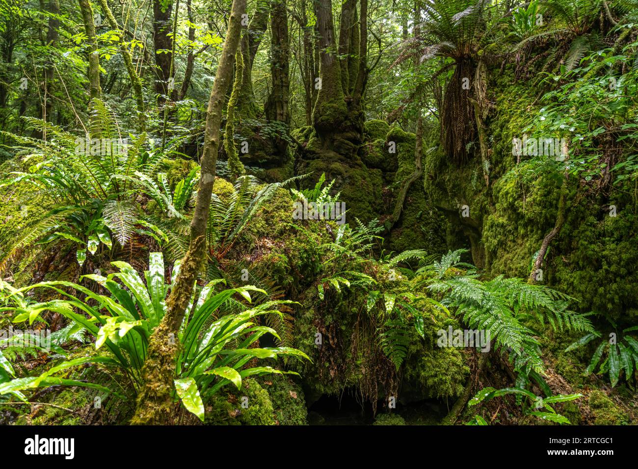 Forest of Dean woodland, Gloucestershire, England, UK, Europe Stock ...