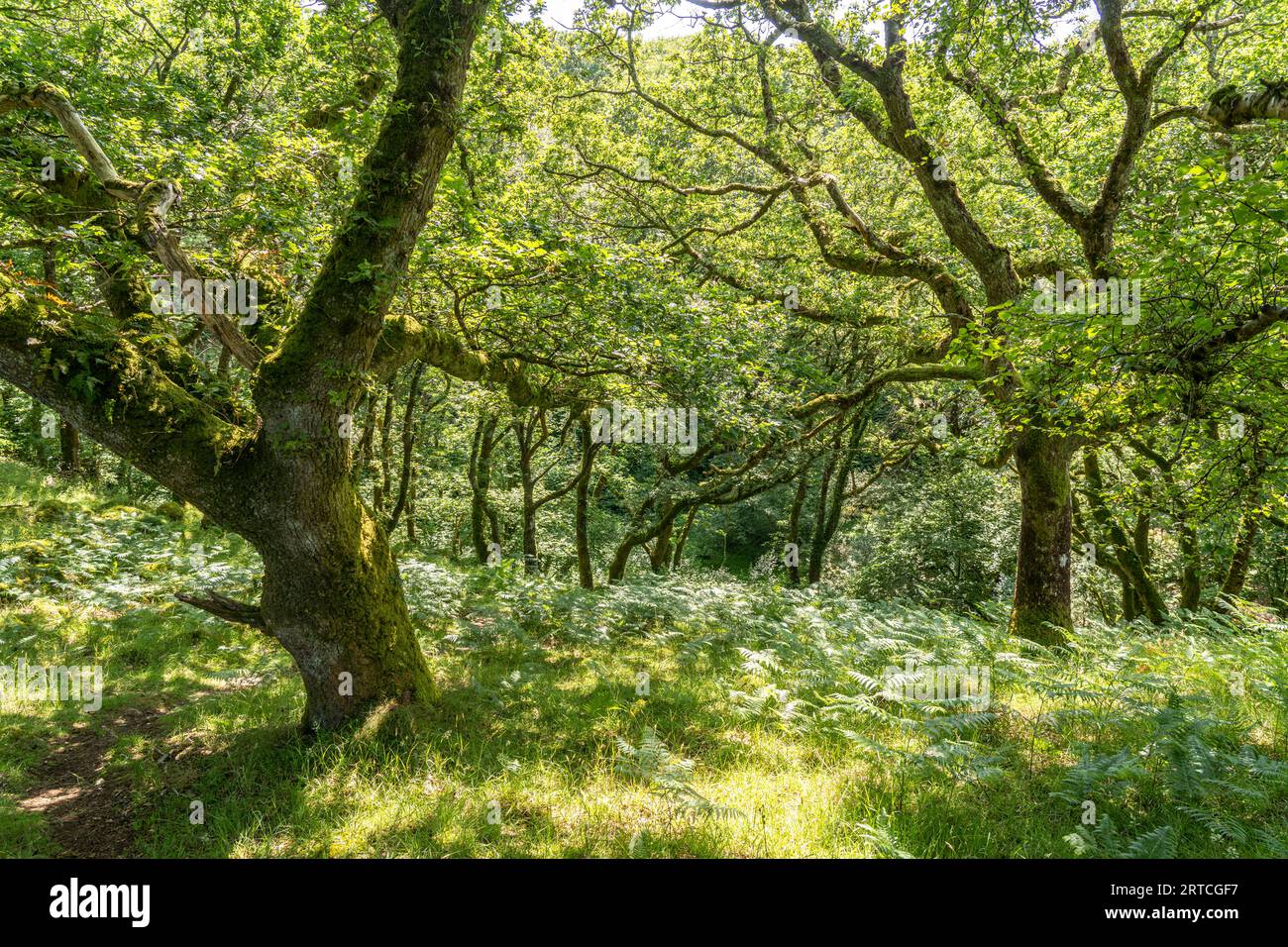 The forest in Ty Canol National Nature Reserve, Pembrokeshire, Wales ...