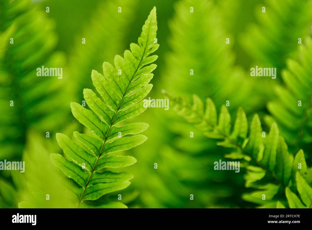 common polypody (Polypodium vulgare), a typical fern plant at Bode ...